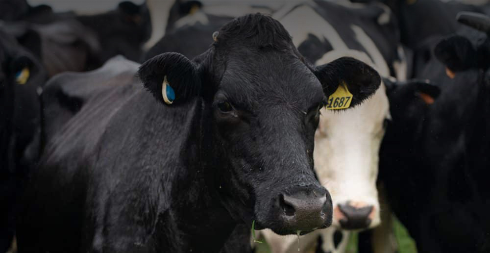 Home - Allflex Livestock Intelligence Australia