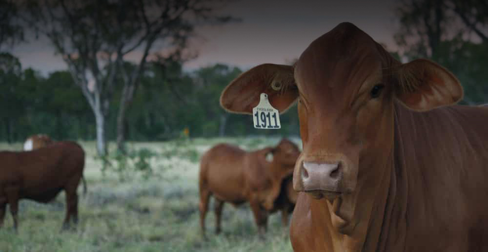 Home - Allflex Livestock Intelligence Australia