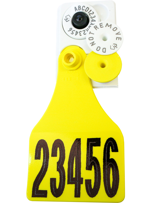 NLIS CATTLE TAGS Archives - Allflex Livestock Intelligence Australia