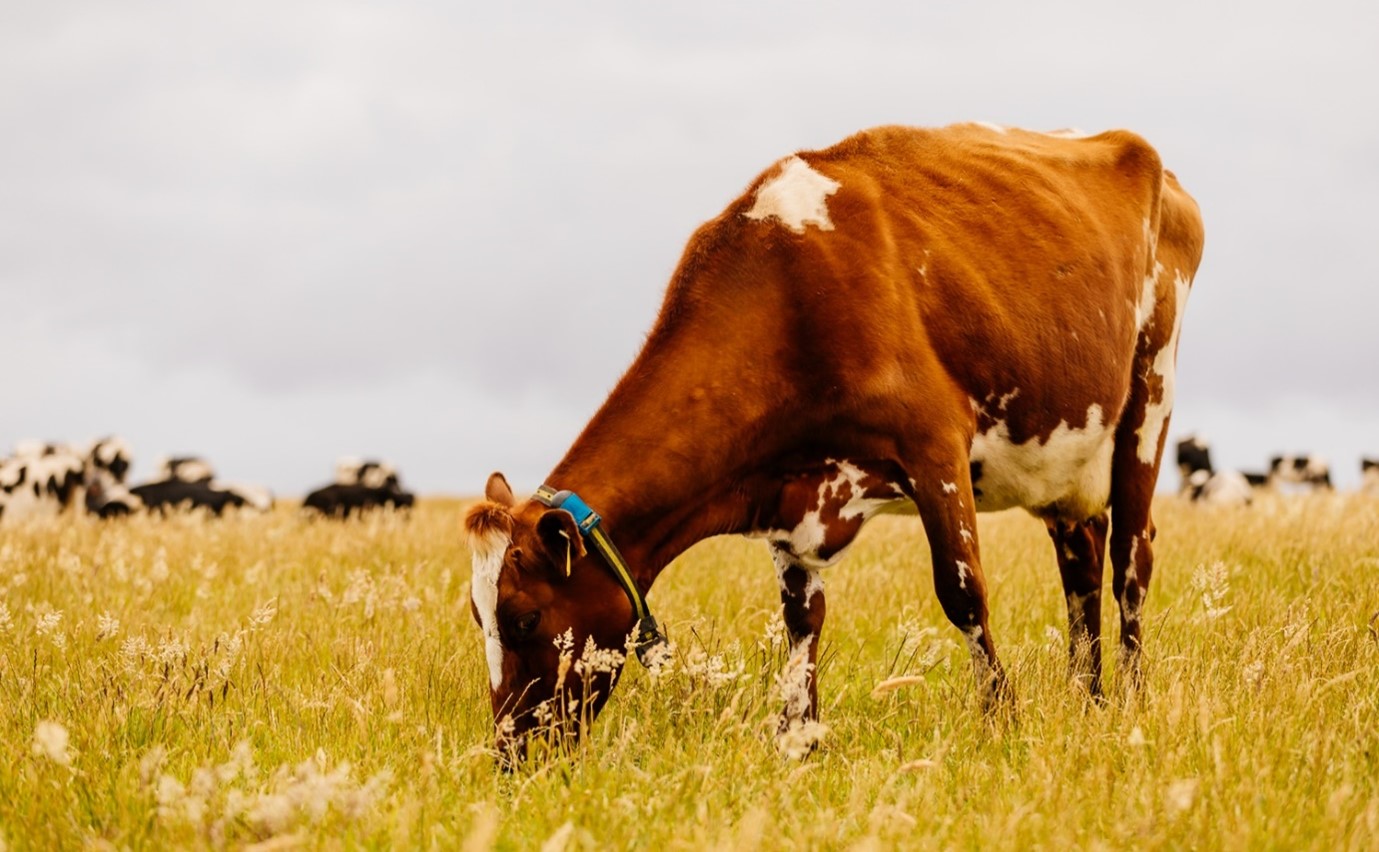 Lead gen - ROI gated - Allflex Livestock Intelligence Australia