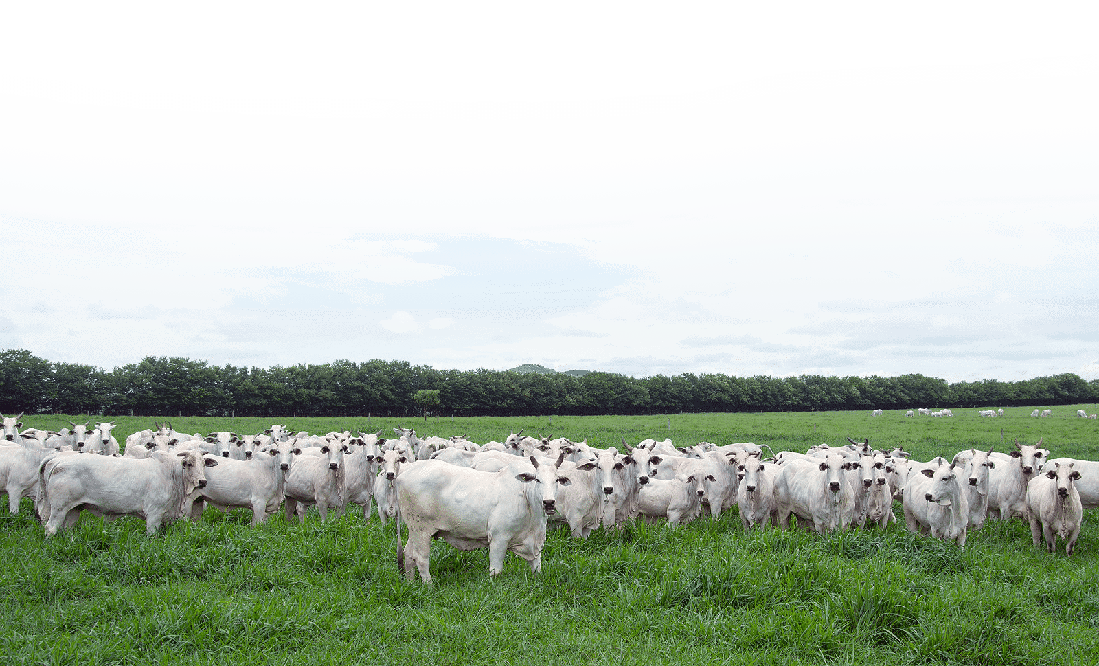 Home - Allflex Brasil