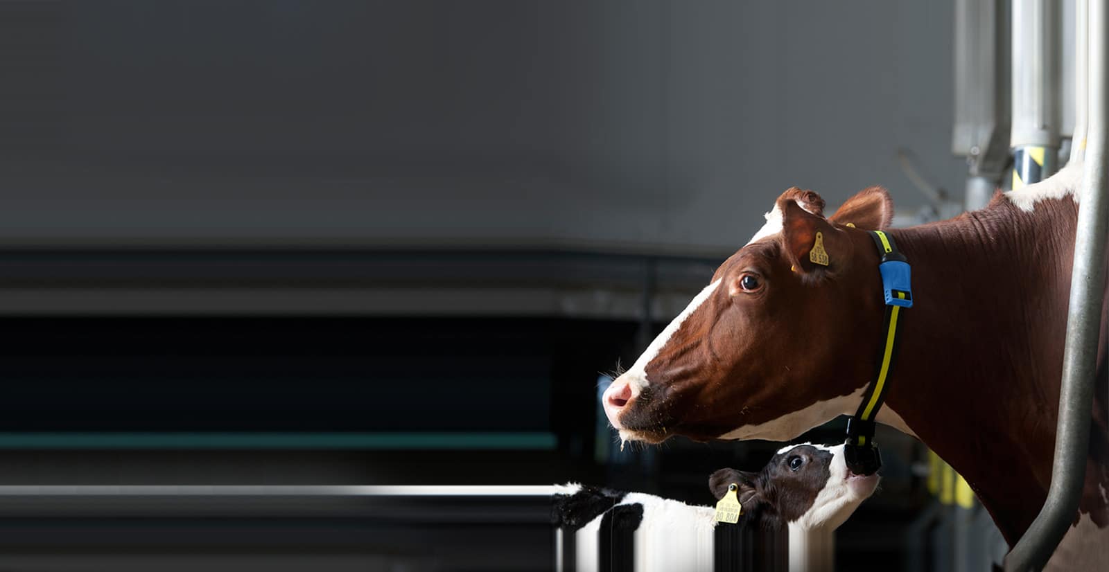 Allflex - Identification, monitoring et traçabilité des animaux d'élevage