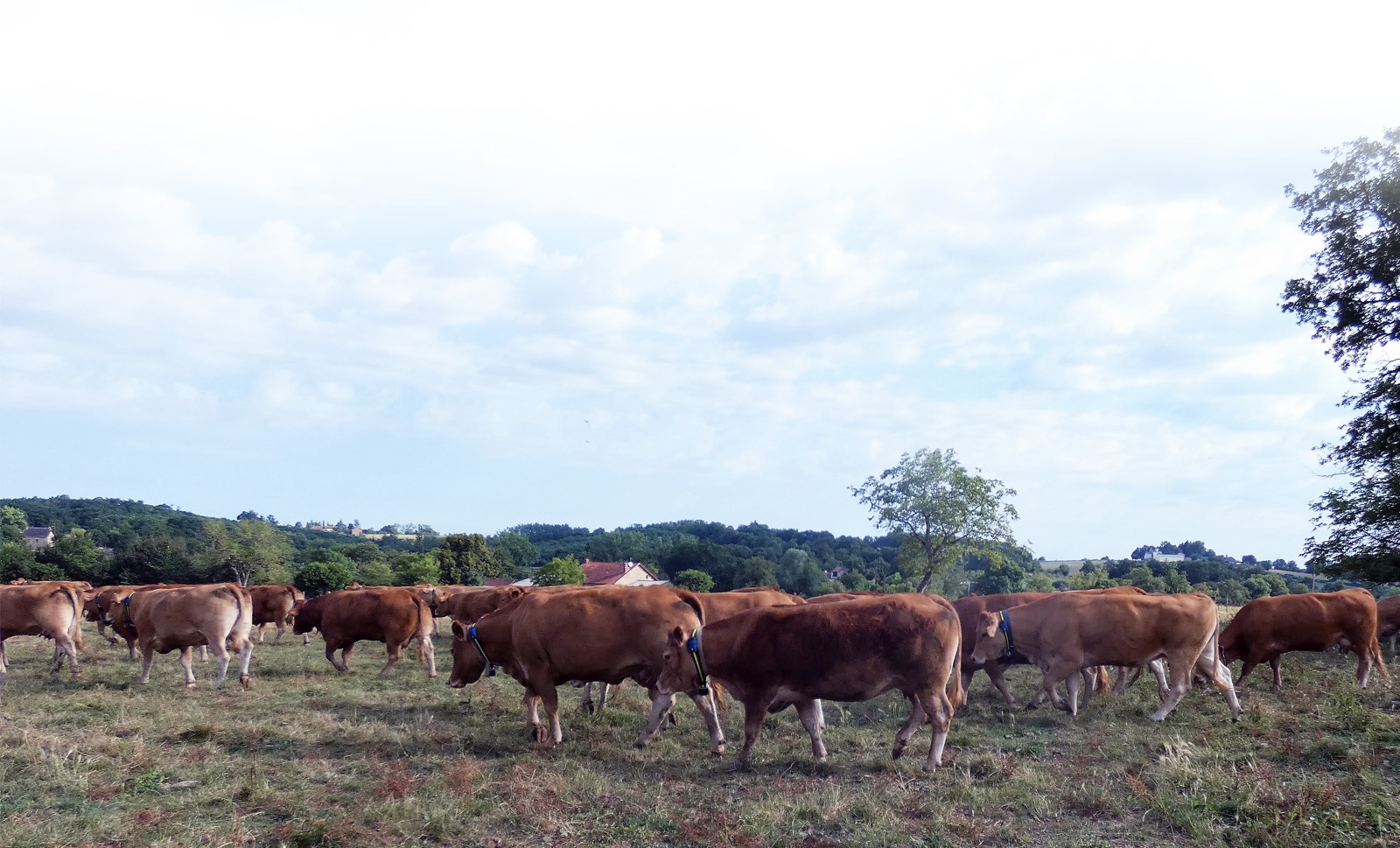 Allflex - Identification, monitoring et traçabilité des animaux d'élevage