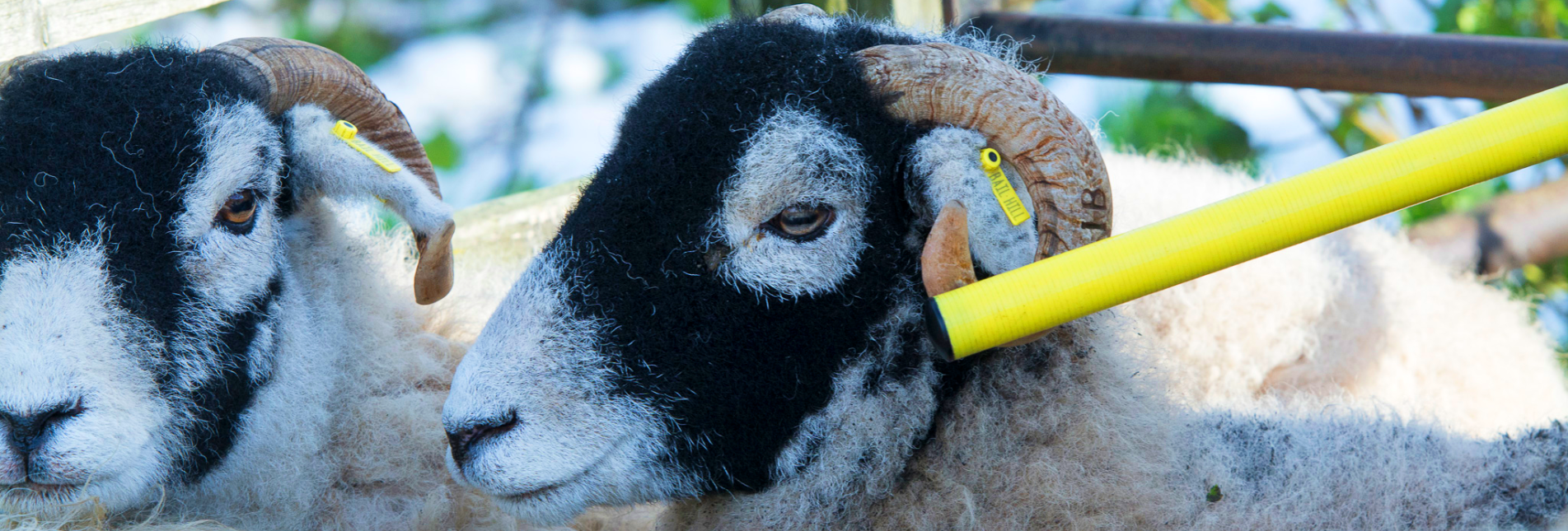 The Intelligence of an EiD Ear Tag - Allflex Livestock Intelligence Ireland