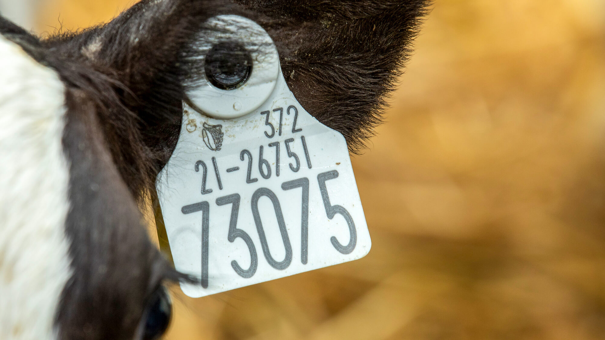 Livestock Identification - Allflex Livestock Intelligence Ireland