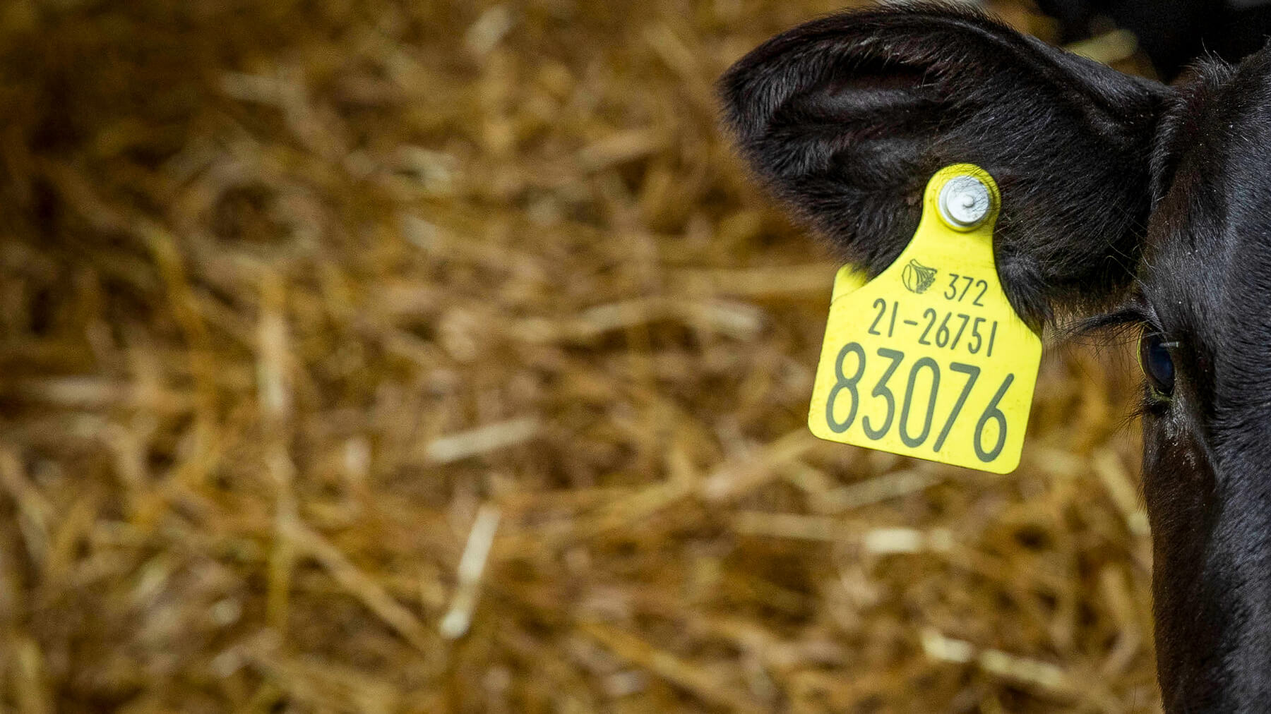 Home - Allflex Livestock Intelligence Ireland