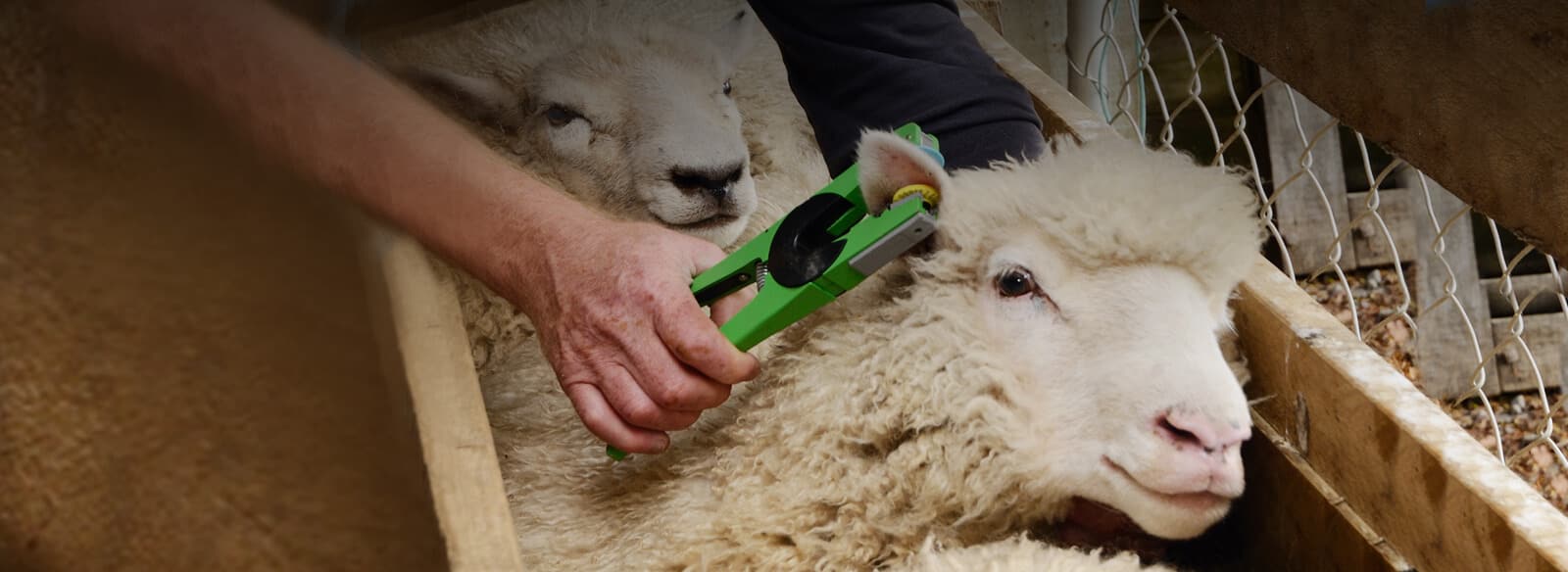 Electronic identification - Allflex Livestock Intelligence India