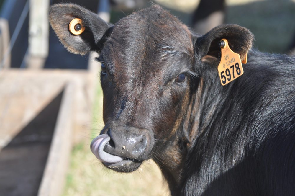 Sobre Allflex - Allflex Livestock Intelligence Latin America