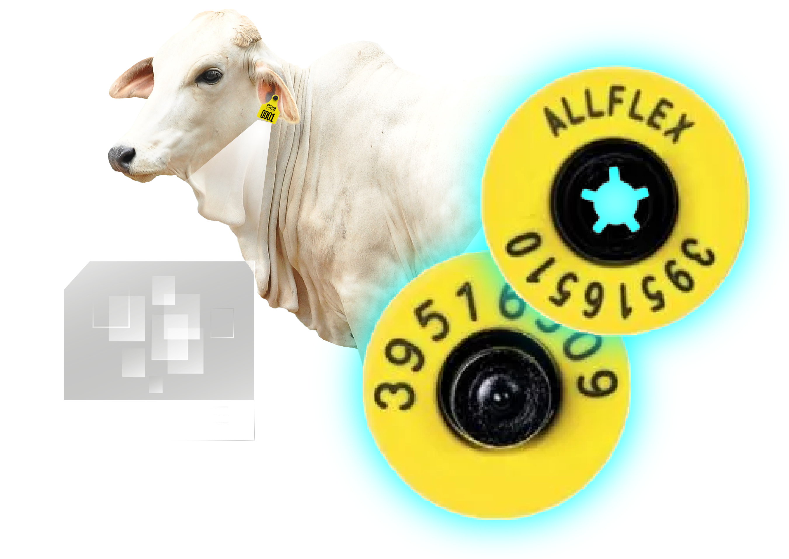 Aretes electrónicos para ganado, un control eficiente - Allflex ...