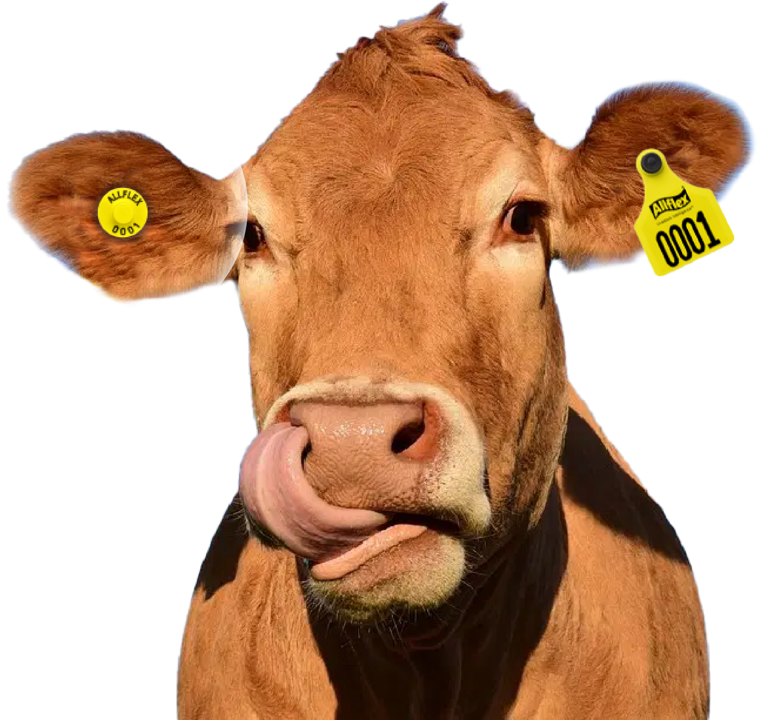 Maximiza tus recursos con el identificador electrónico para bovinos ...