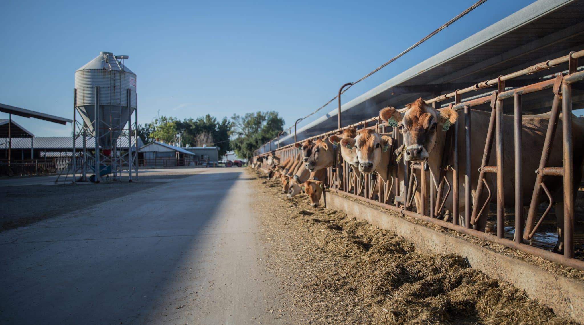 Livestock identification tags, and tissue sampling - Allflex ...