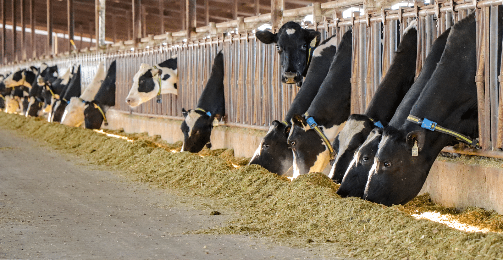 Livestock identification tags, monitoring and tissue sampling - Allflex ...