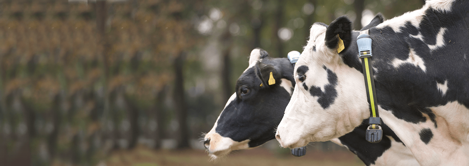 Dairy Monitoring - Allflex | Livestock Identification Tags, Tissue ...