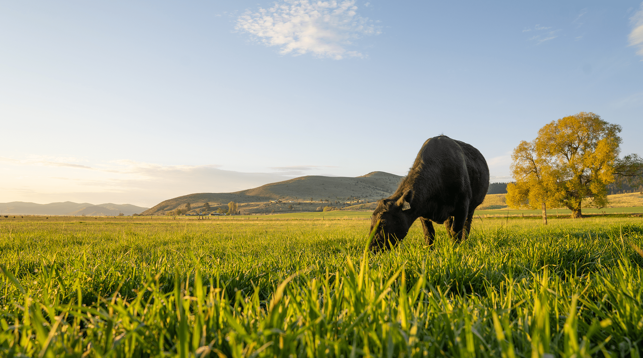 Livestock identification tags, and tissue sampling - Allflex ...