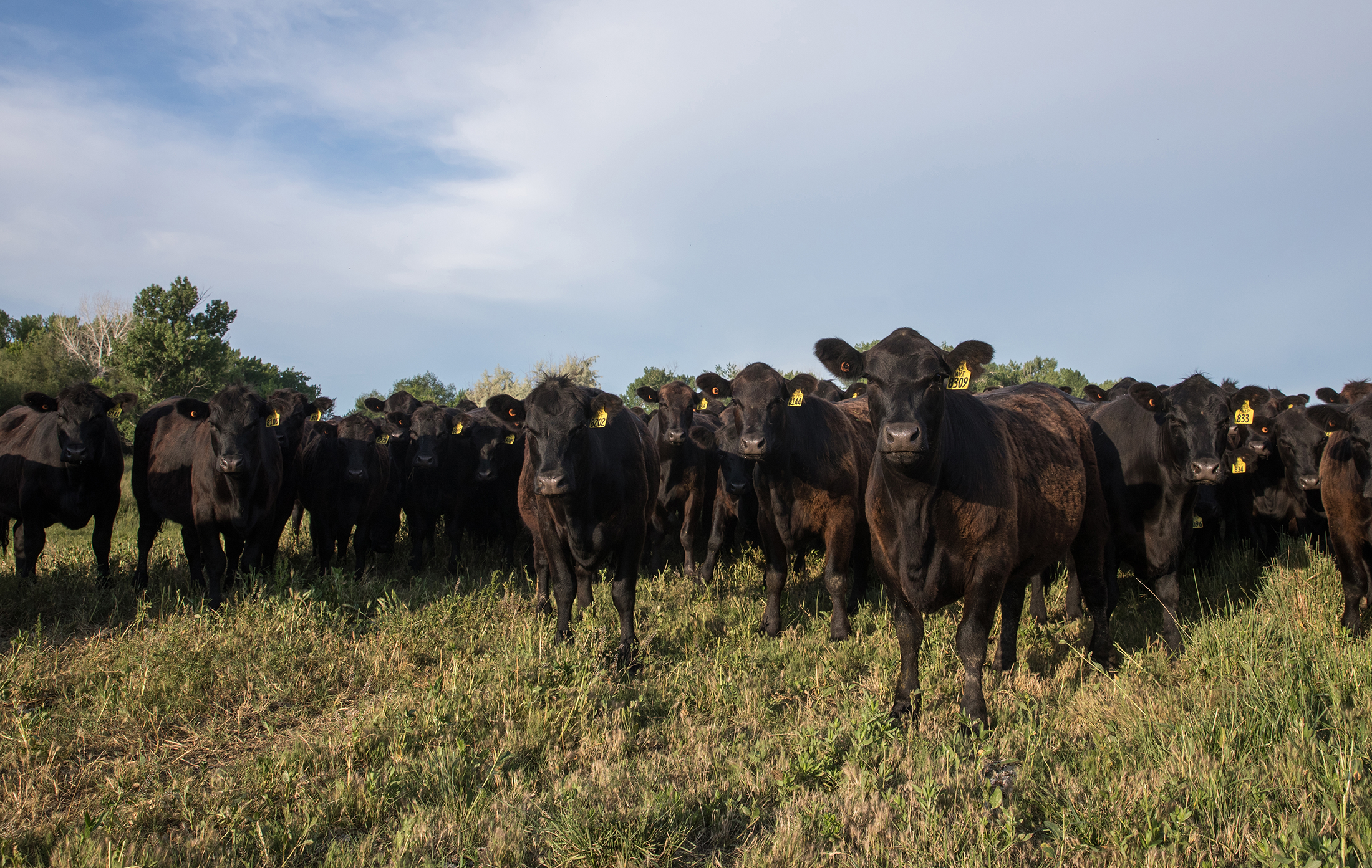 Electronic Identification - Allflex | Livestock Identification Tags ...