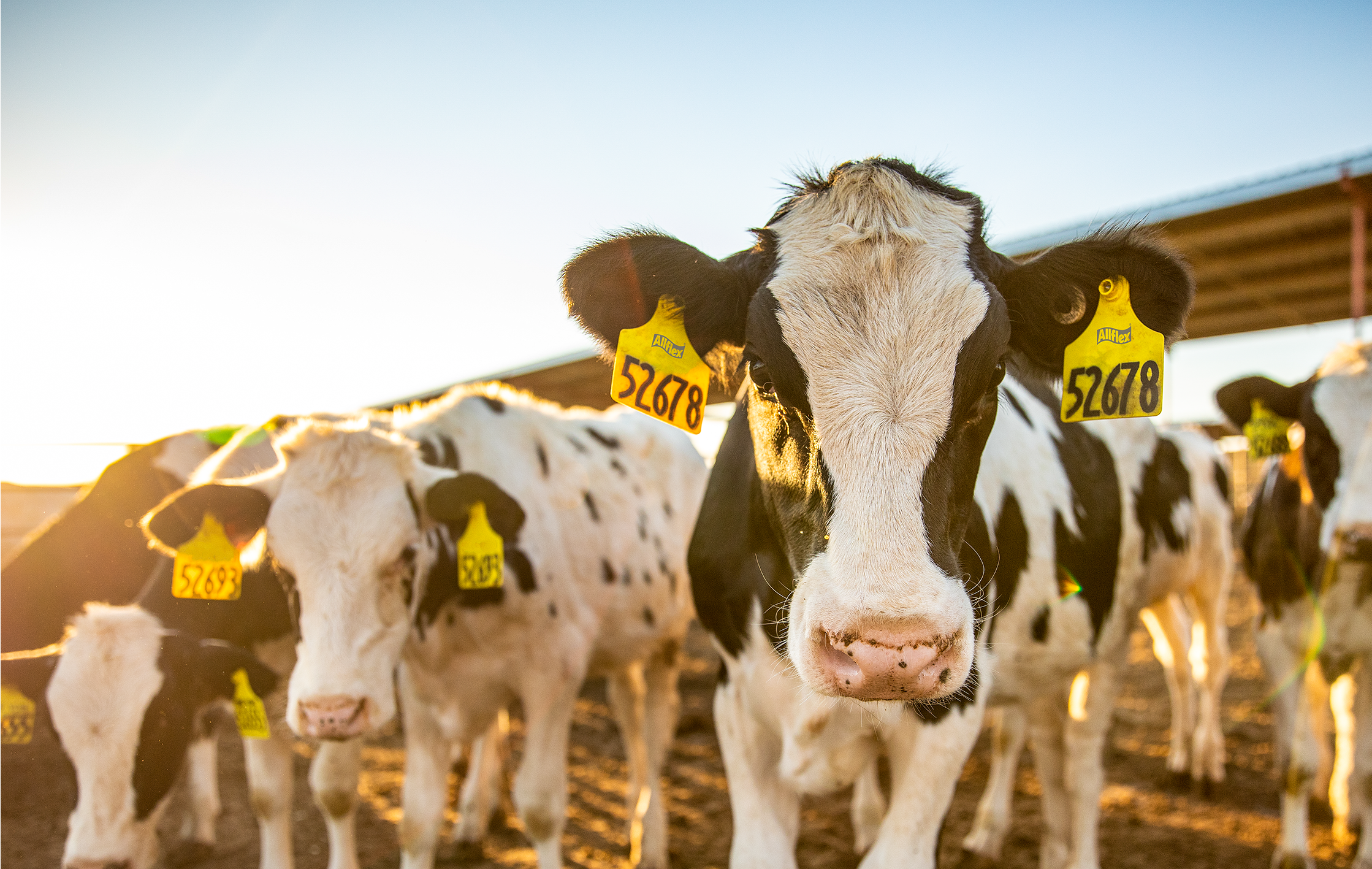 Livestock Identification - Allflex | Livestock Identification Tags ...