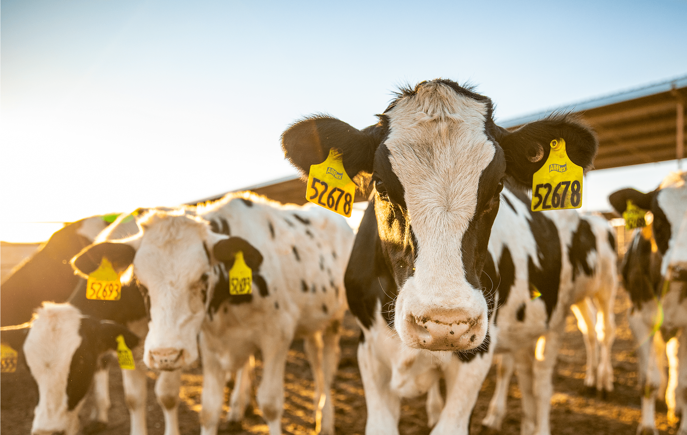 Livestock Identification - Allflex | Livestock Identification Tags ...