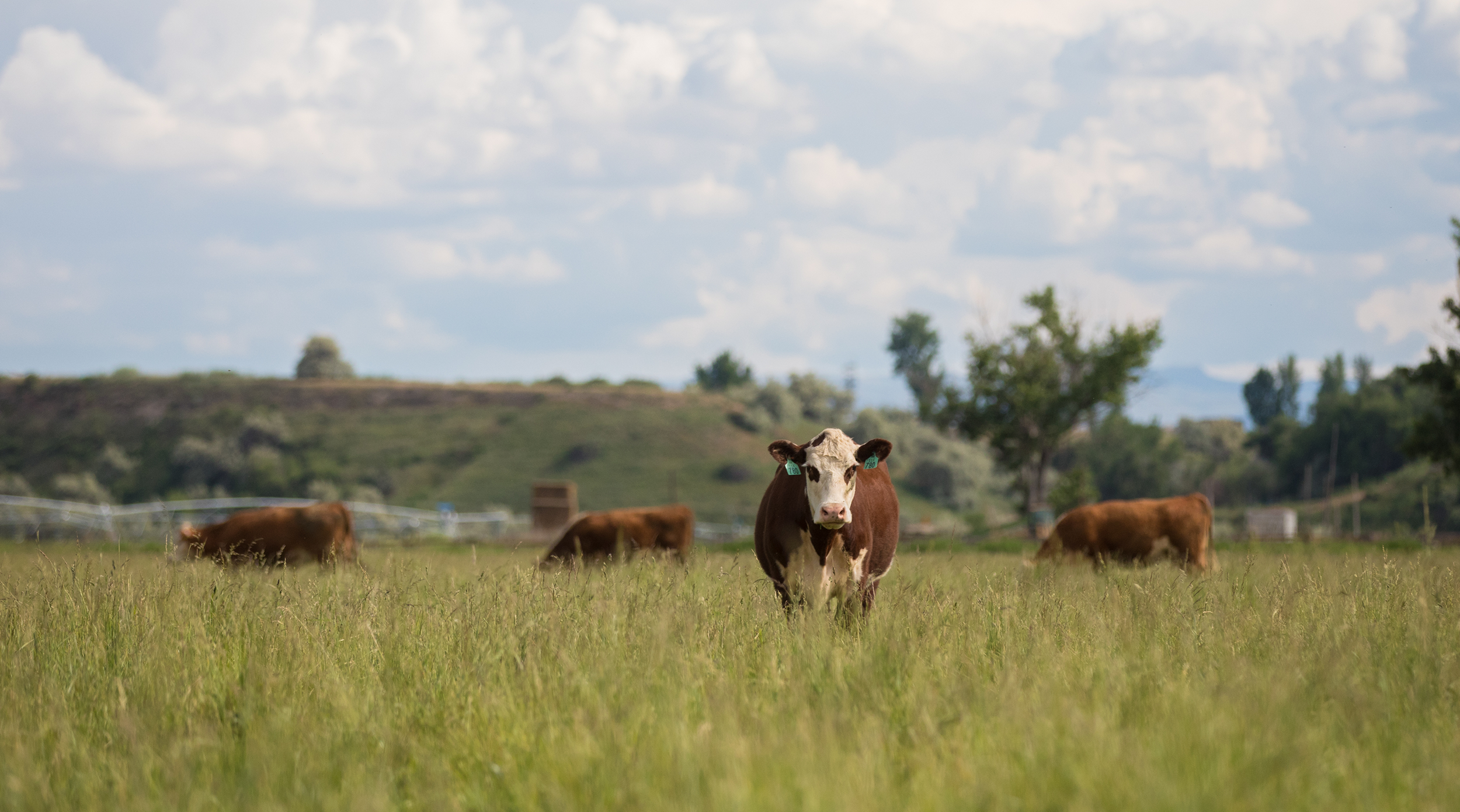 Livestock identification tags, and tissue sampling - Allflex ...