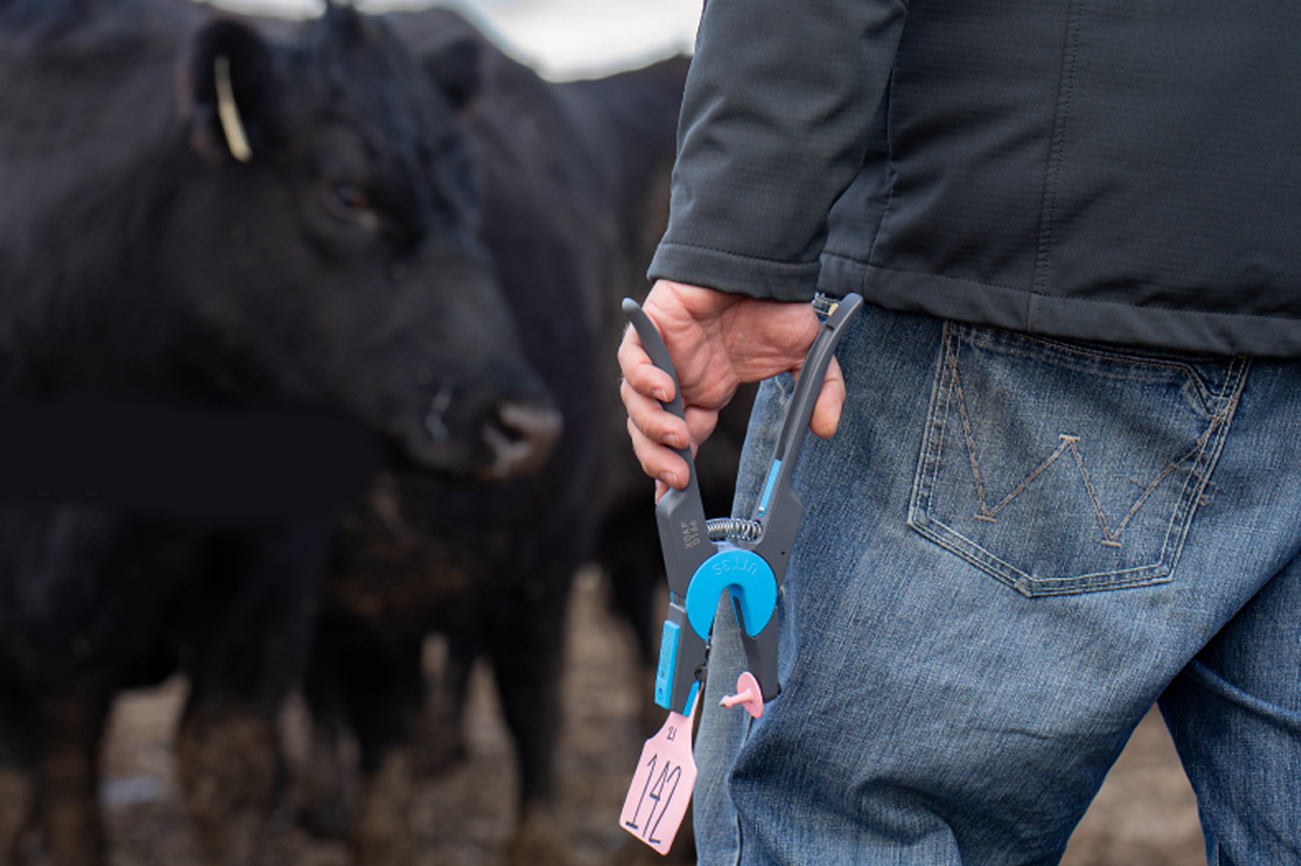 System identyfikacji i śledzenia zwierząt gospodarskich - Allflex ...