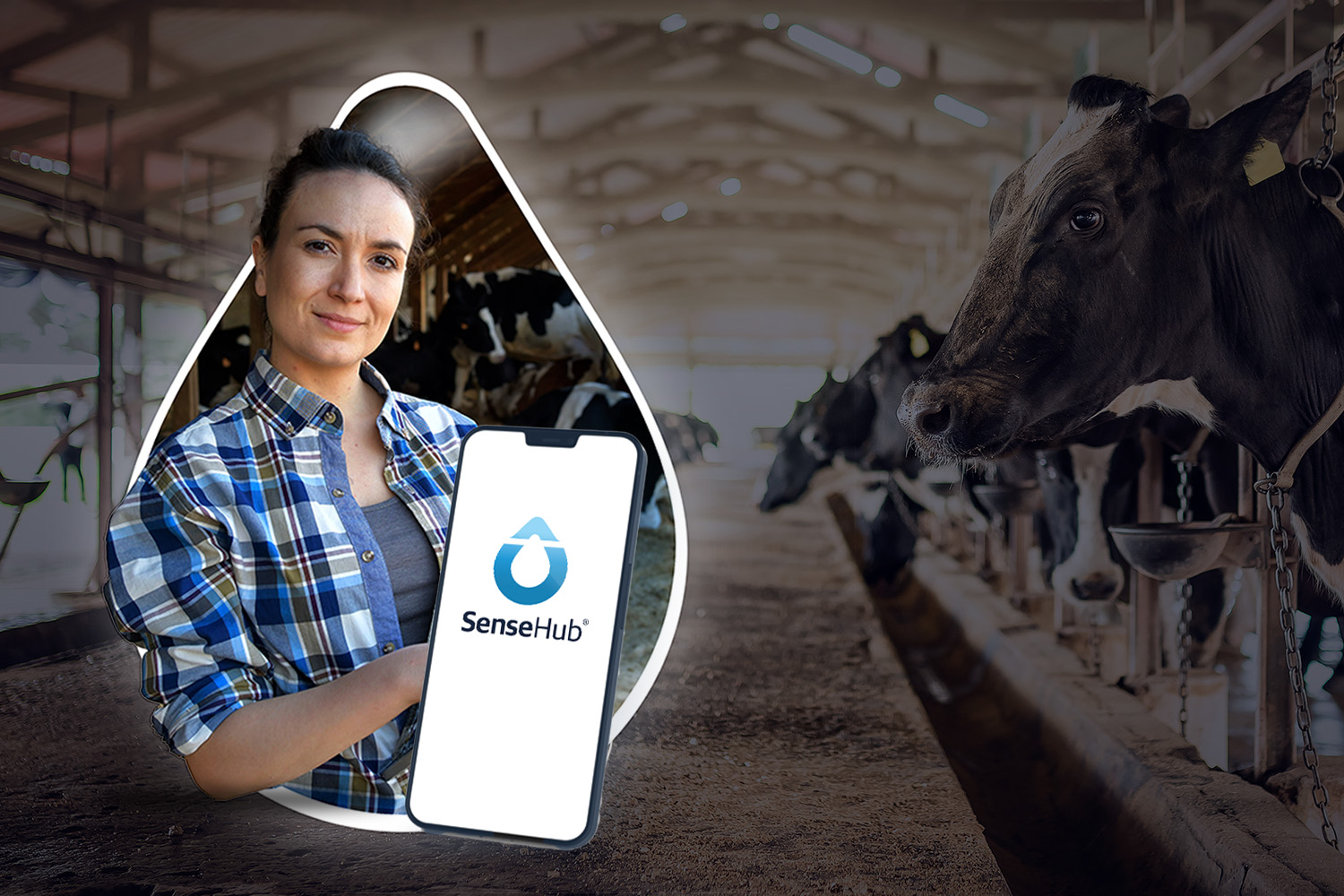 Poznaj SenseHub® | Allflex