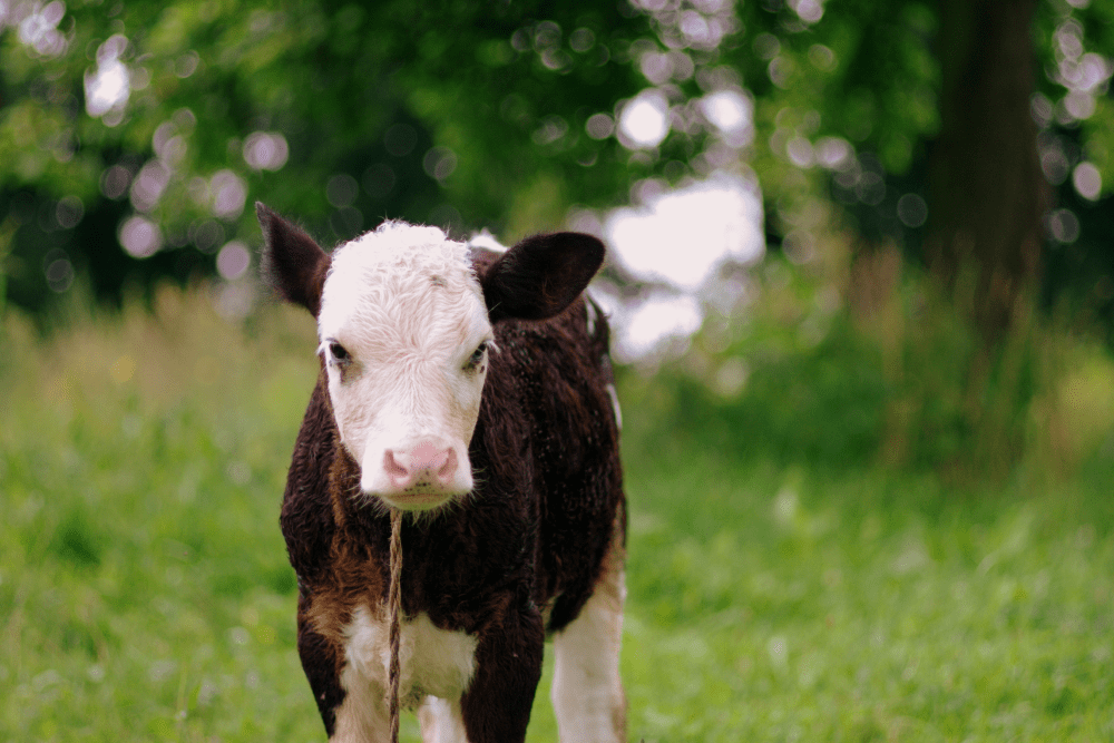 Wiek jałówki do zacielenia - kiedy czas na pierwsze wycielenie jałówek? | Allflex Livestock ...