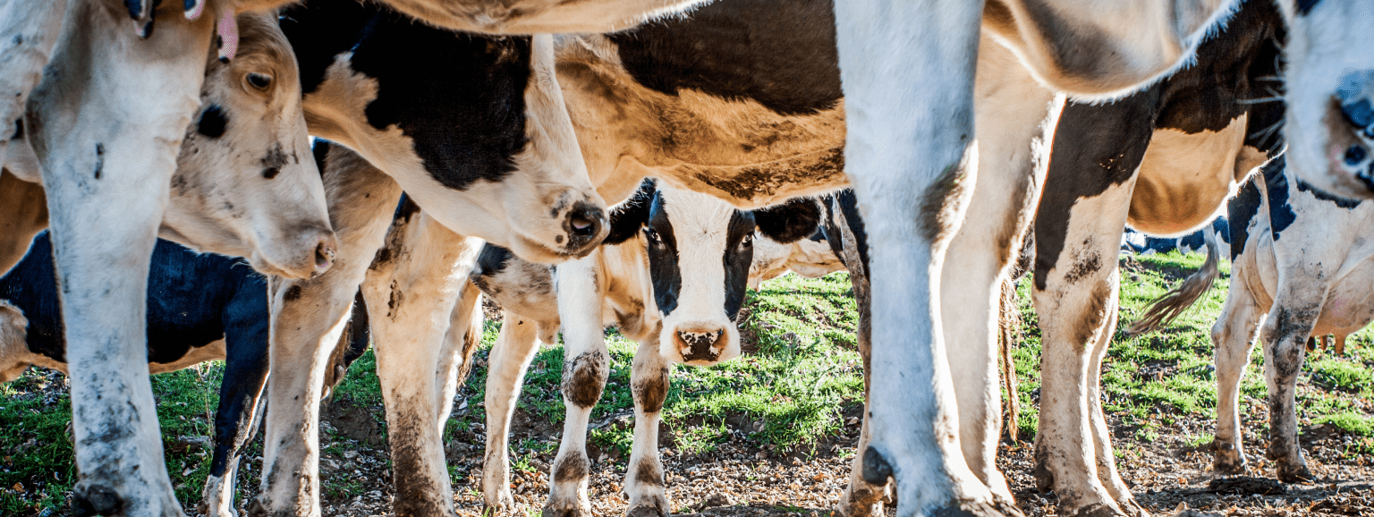 Jak dbać o zdrowie racic bydła? Poradnik | Allflex Livestock ...