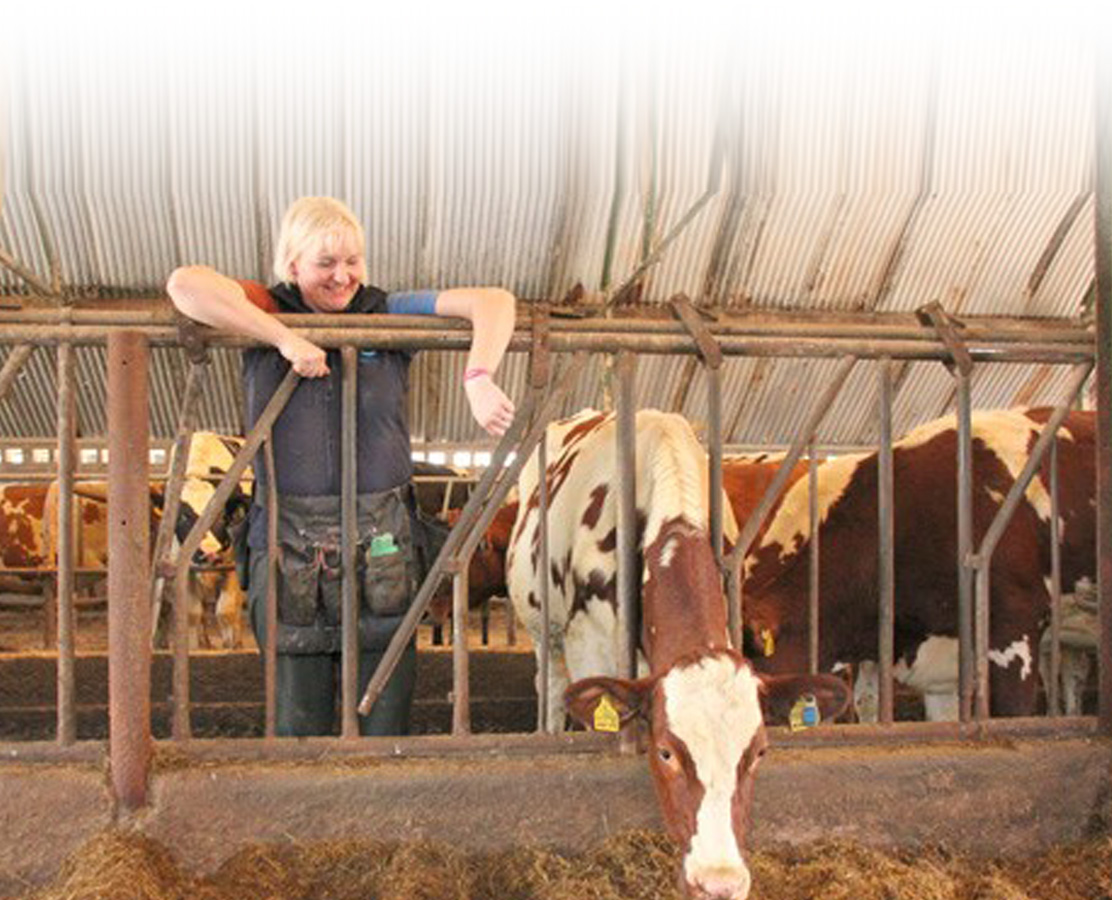 WP Callander and Co’s Crofthead Farm, Scotland - Allflex Livestock ...