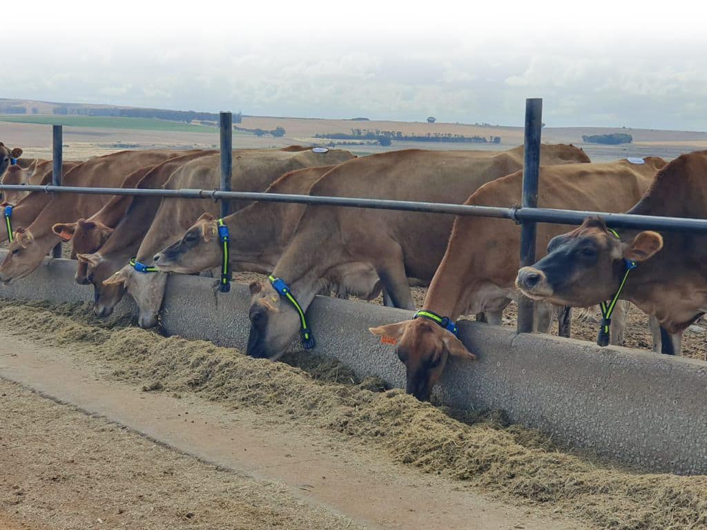 Home - Allflex Livestock Intelligence South Africa