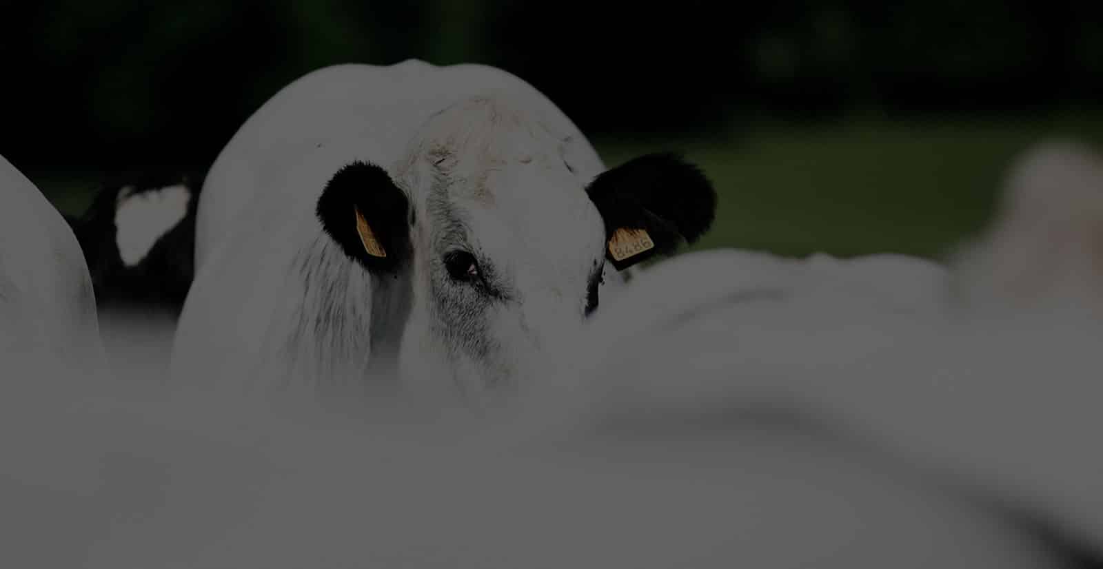 Home - Allflex Livestock Intelligence South Africa