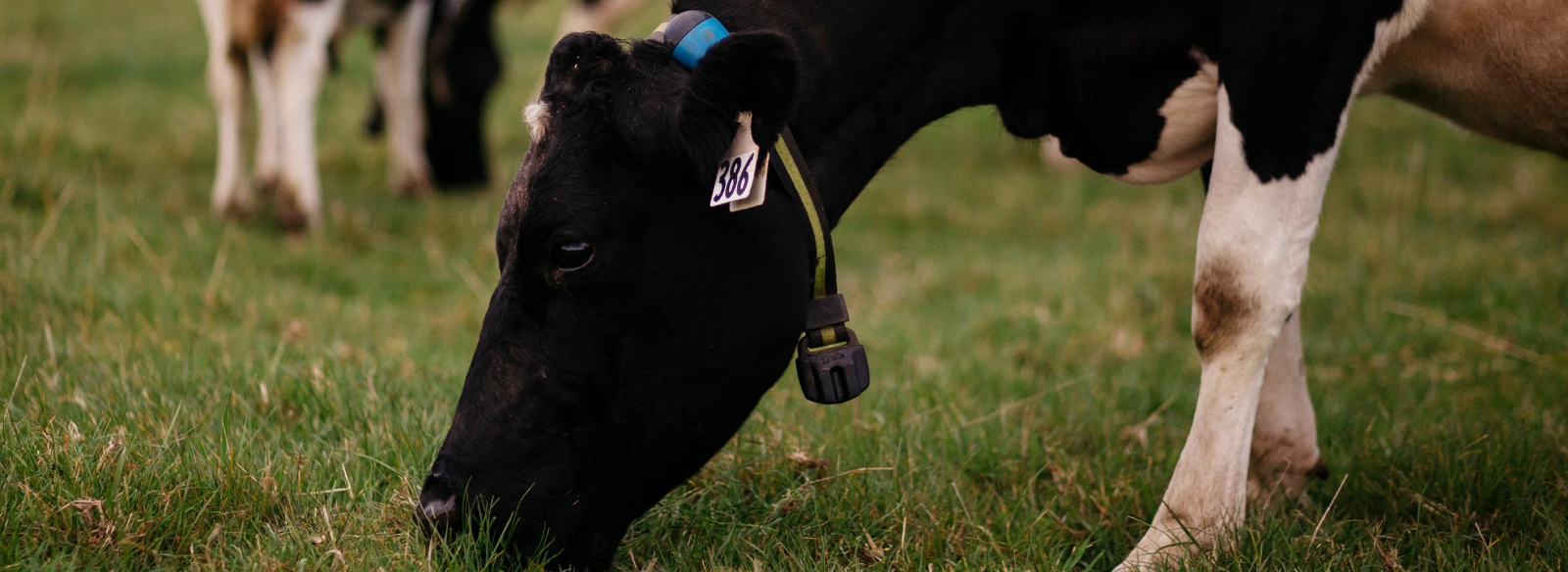 Dairy Cow Monitoring - Allflex Livestock Intelligence South East Asia