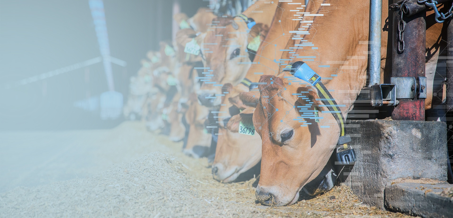 Data-driven agriculture – the future of farming - Allflex Livestock Intelligence South East Asia