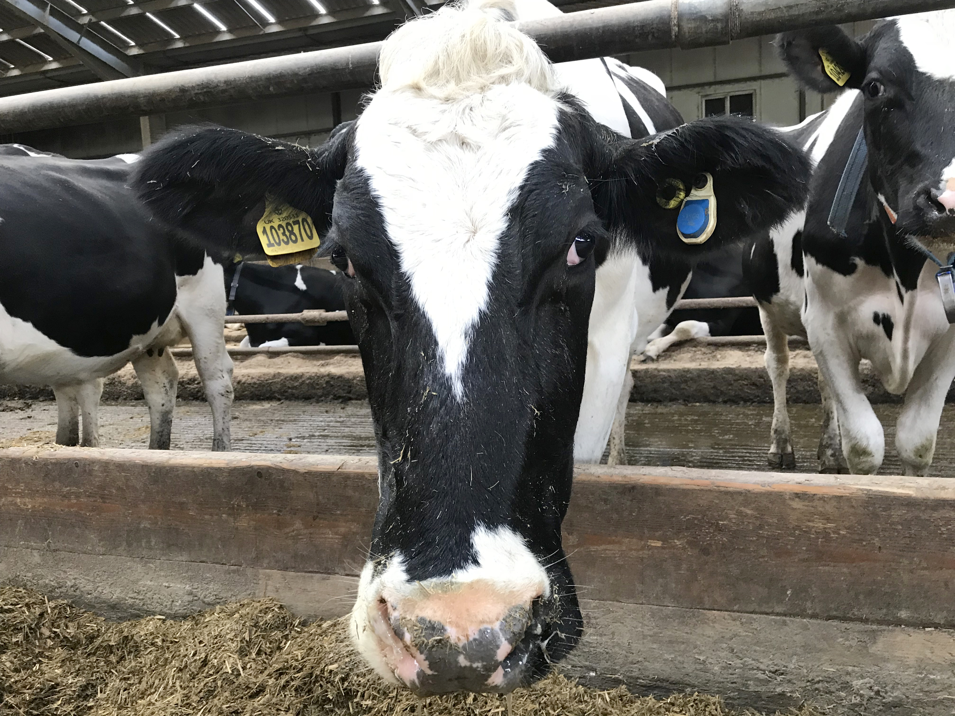 Allflex Livestock Intelligence GB - Livestock Identification and Monitoring