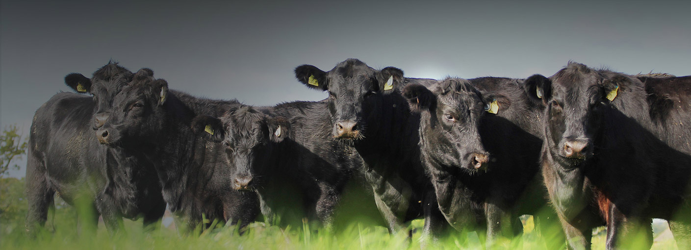 Allflex Livestock Intelligence GB - Livestock Identification and Monitoring