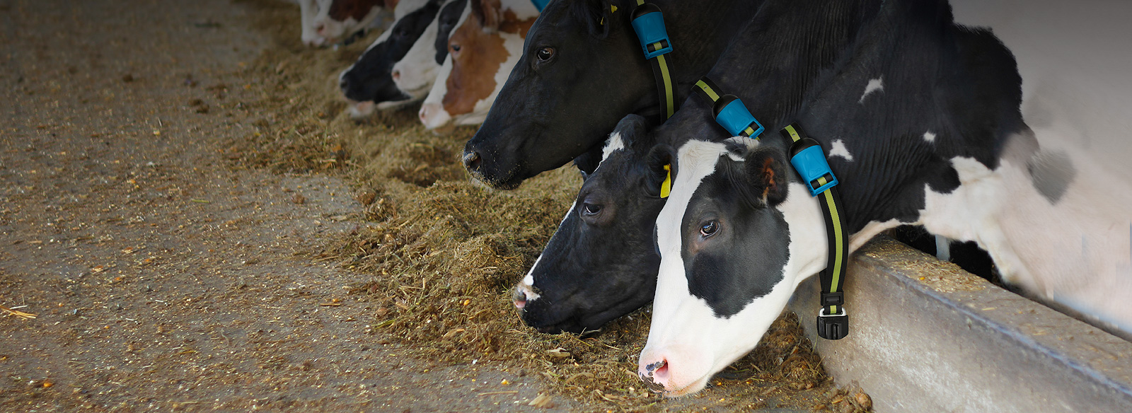 Livestock Identification and Herd Monitoring Systems by Allflex ...