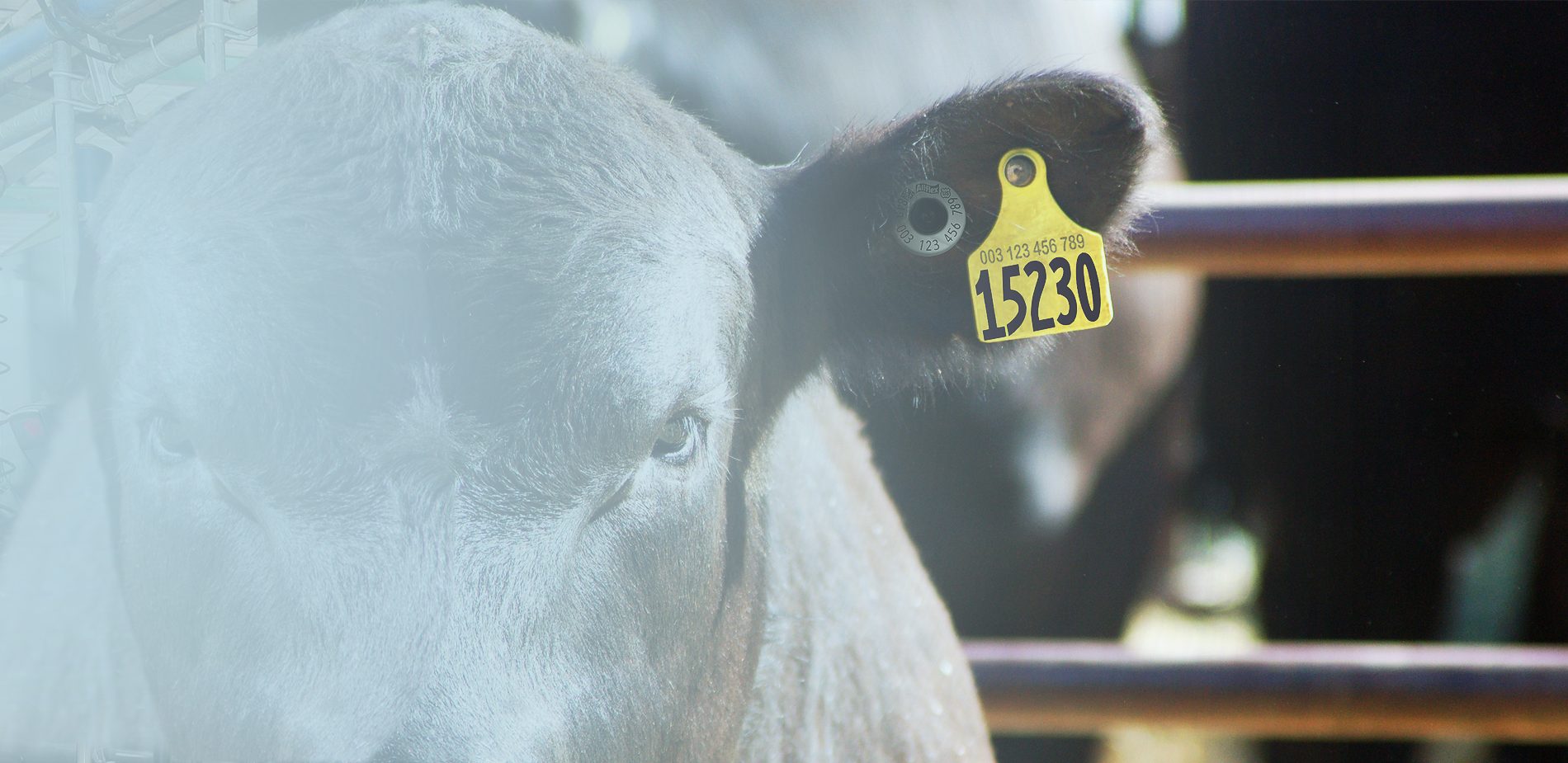 Livestock identification, the cornerstone of food biosecurity and ...