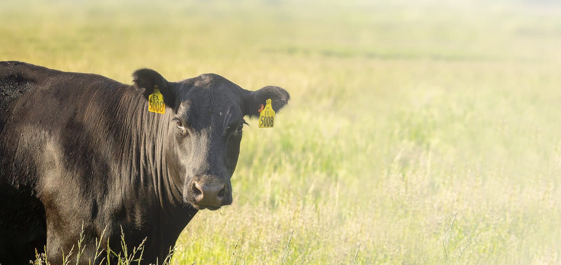 Cattle Identification Tags [ID Tags Designed for Safety]