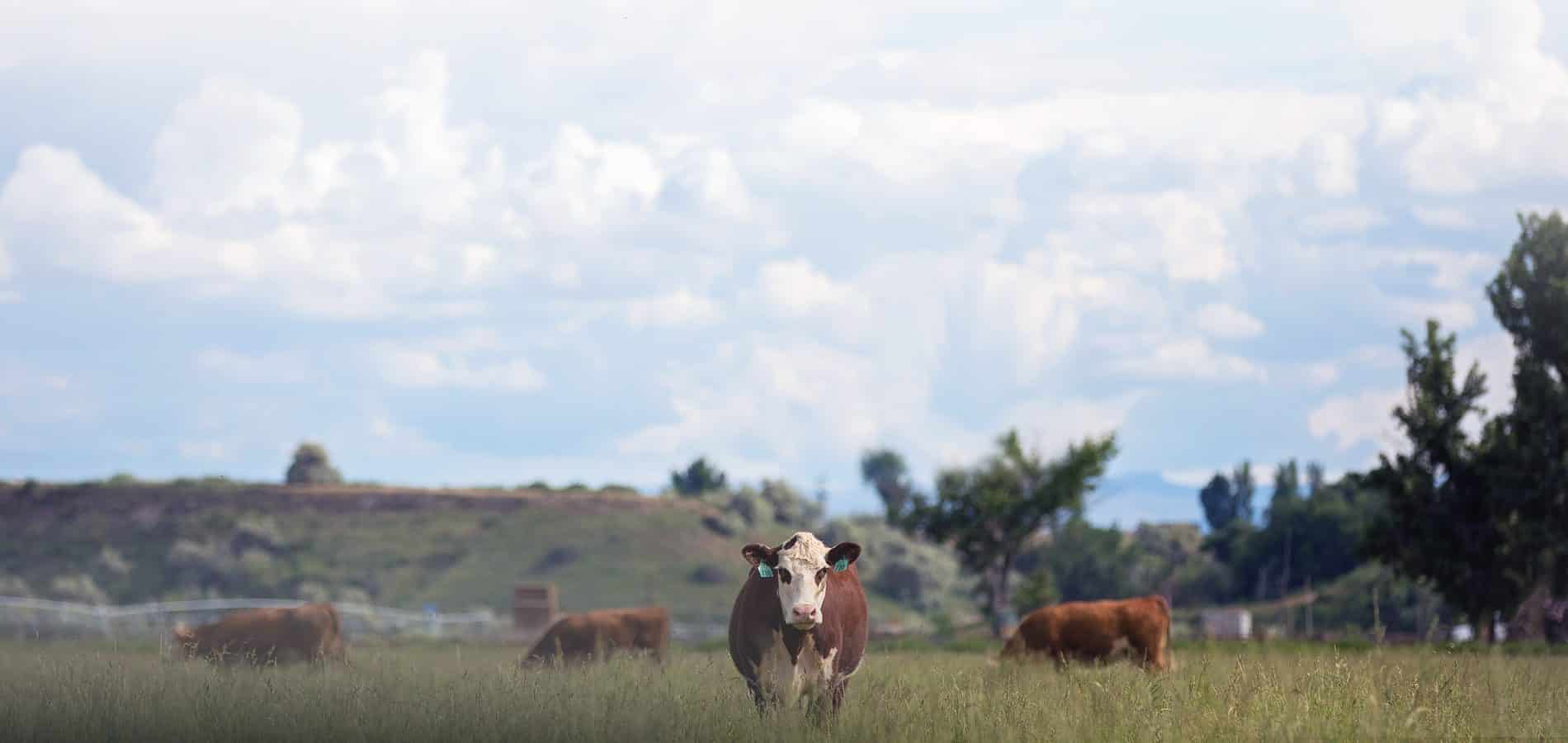 SenseHub™ Cow Calf - Allflex Livestock Intelligence Global