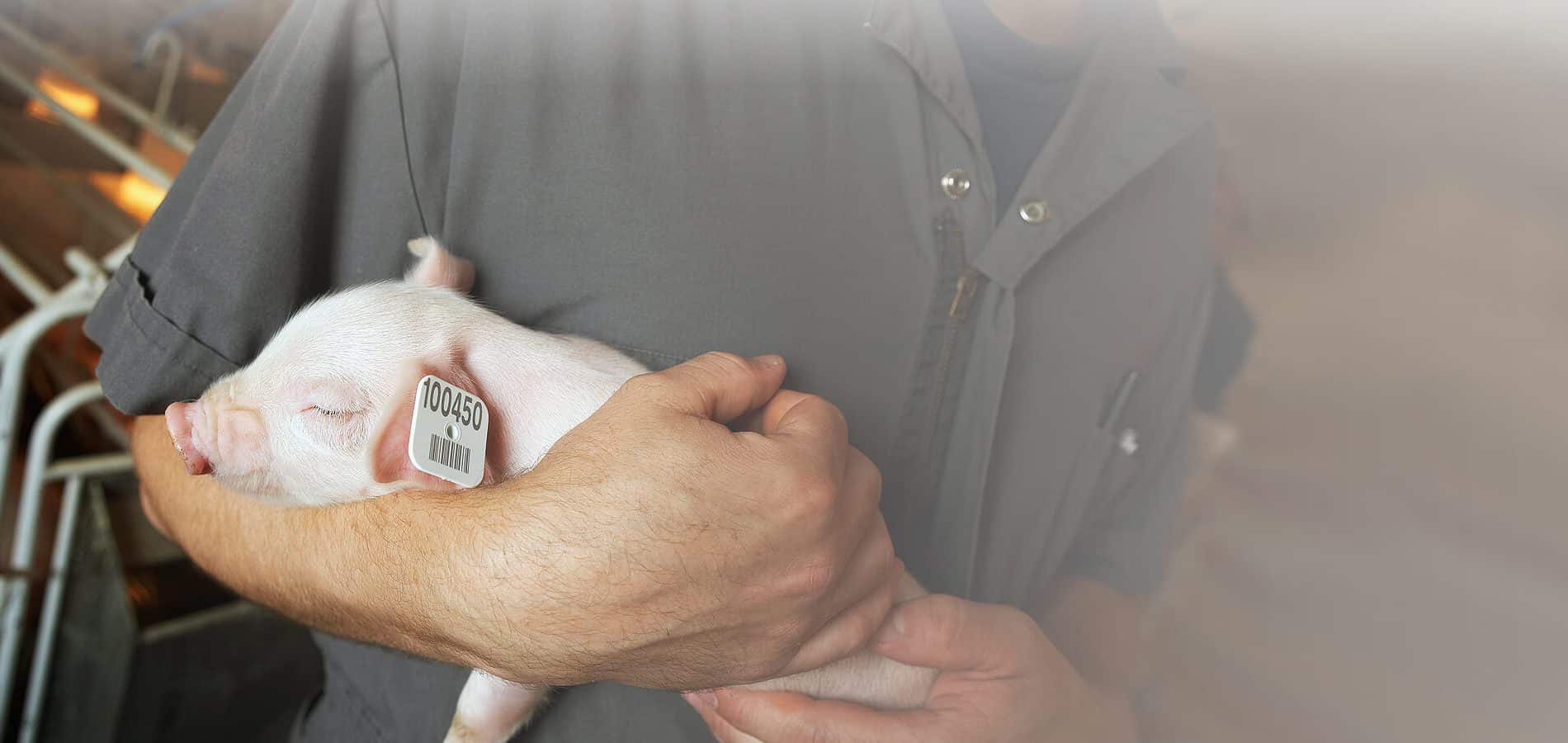 Swine ID Tags - Allflex Livestock Intelligence Global
