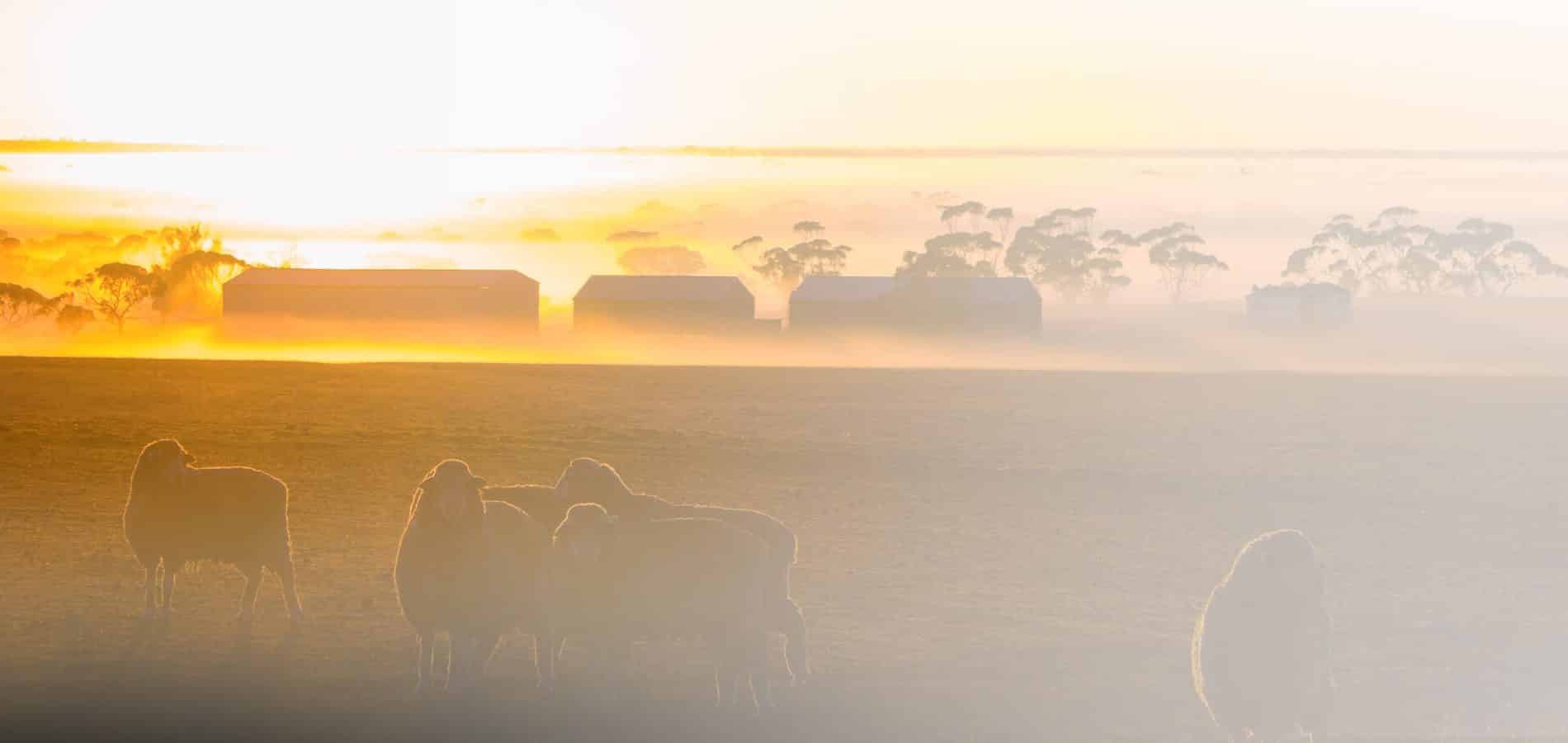 Livestock ID Tags [Official Identification Tags for Farmers]