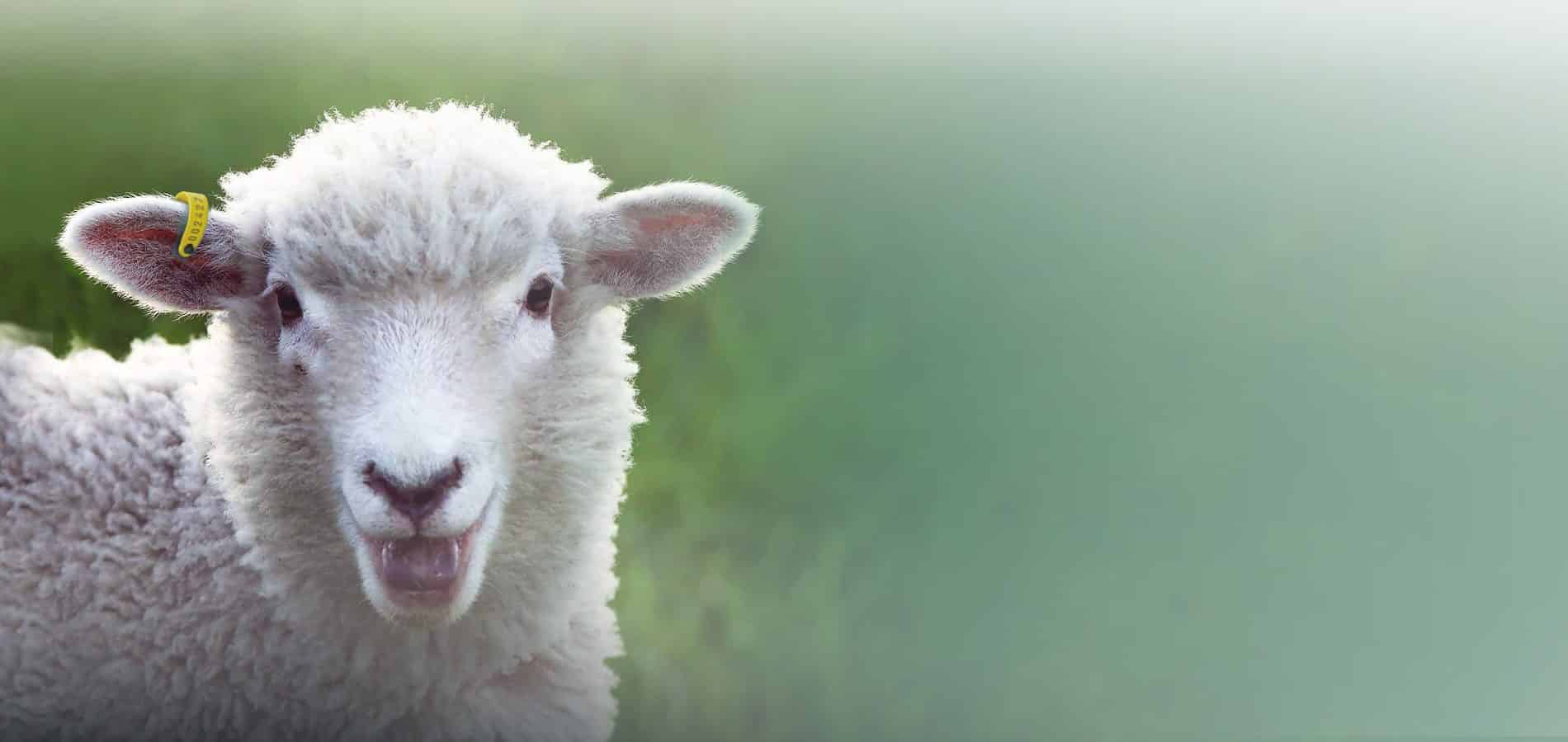 Goat Identification Tags [Sheep and Goat ID Tags]