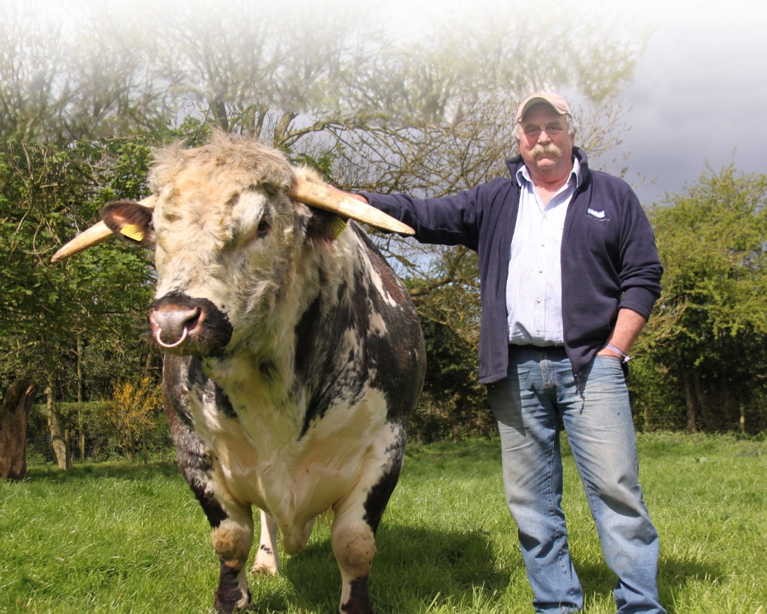 Tetford Longhorns England - Allflex Livestock Intelligence Global