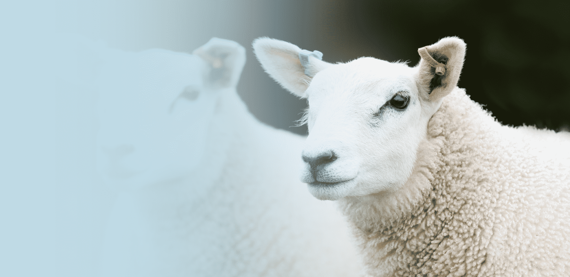 The Benefits of Double-Tagging Lambs at Birth - Allflex Livestock ...