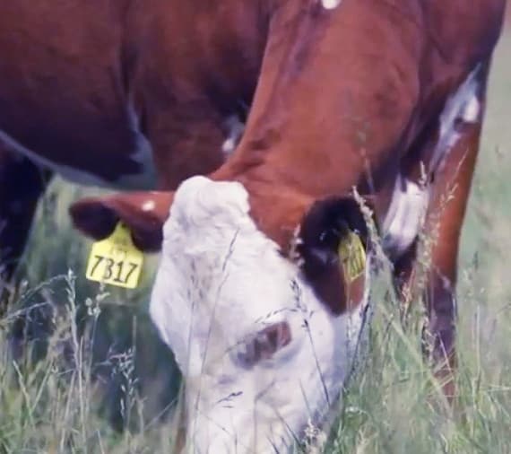 livestock identification and tracing system - Allflex Livestock ...