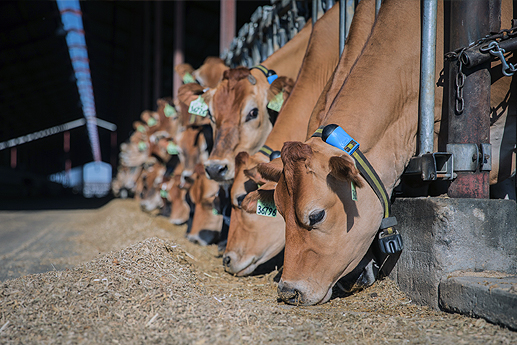 Prove Cows Are Happy? Yes You Can, With a Cow Monitoring System ...