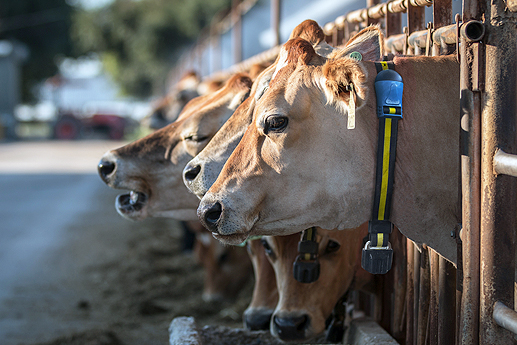 Prove Cows Are Happy? Yes You Can, With a Cow Monitoring System ...