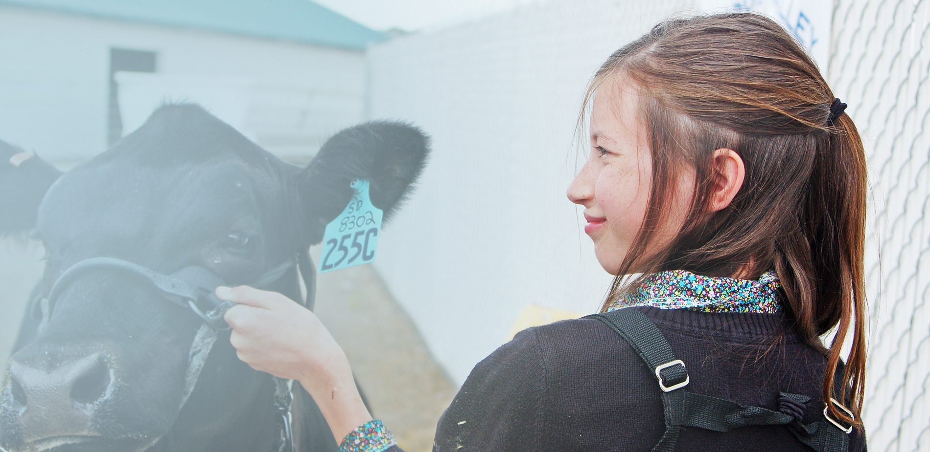 Swine ID Tags - Allflex Livestock Intelligence Global