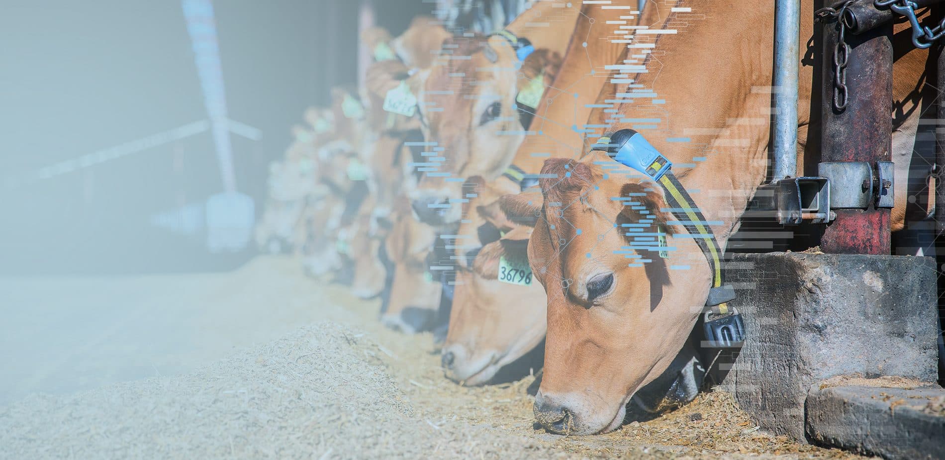 How data will drive the future of agriculture - Allflex Livestock Intelligence Global