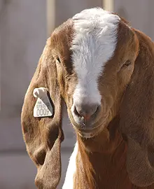 Goat Identification Tags [Sheep and Goat ID Tags]