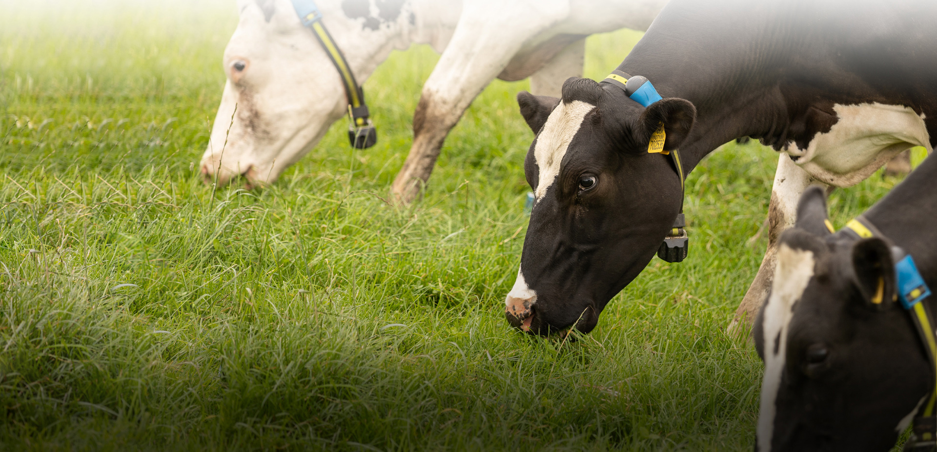 livestock identification and tracing system - Allflex Livestock ...