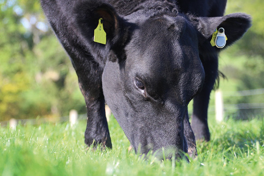 The Growing Need for Beef Monitoring in a Changing World - Allflex ...